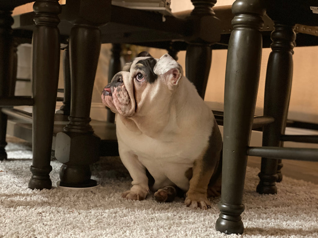 4 Tips to Help Calm Anxious Dogs | NurtureVet