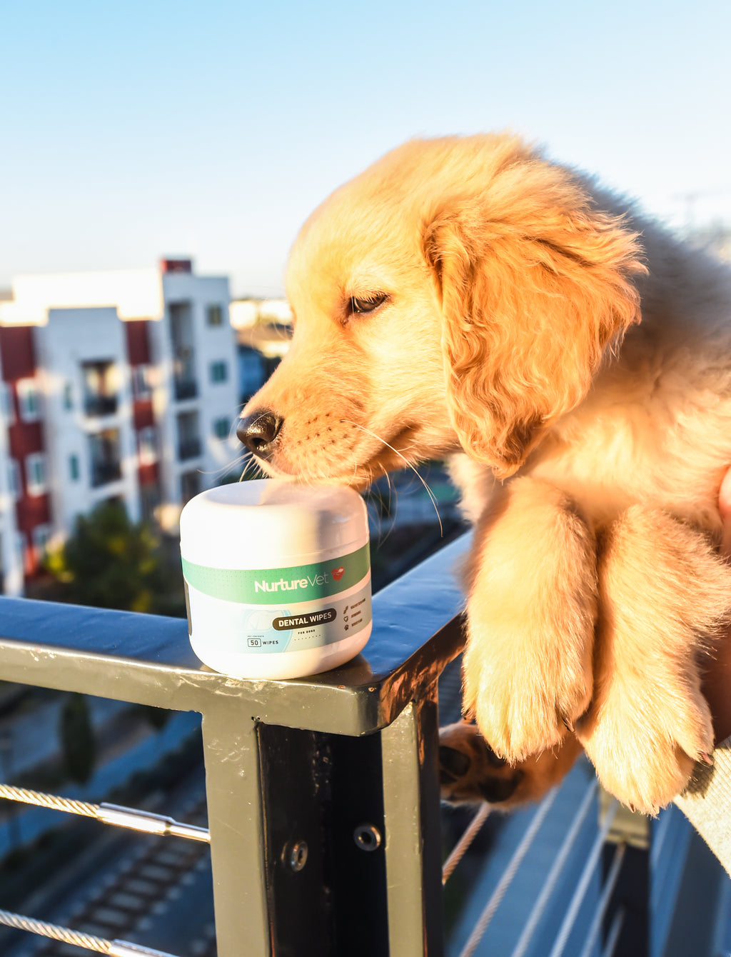 Your Dog's Ticket to Optimal Oral Hygiene – NurtureVet