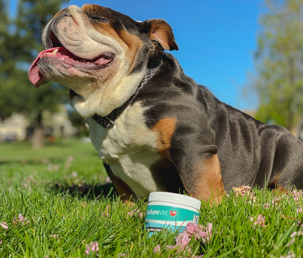 Multi-Vitamins for Dogs - Immune Booster with Zinc, Iron, Vitamin-B12 ...