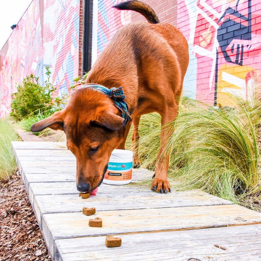 Multi-Vitamins for Dogs - Immune Booster with Zinc, Iron, Vitamin-B12 ...